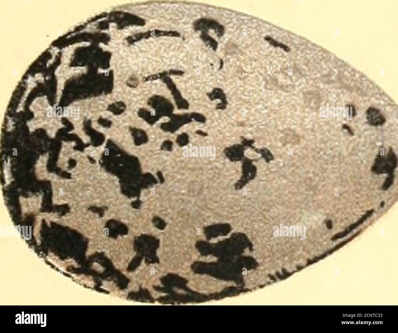 Elliptical ovate hi-res stock photography and images - Alamy