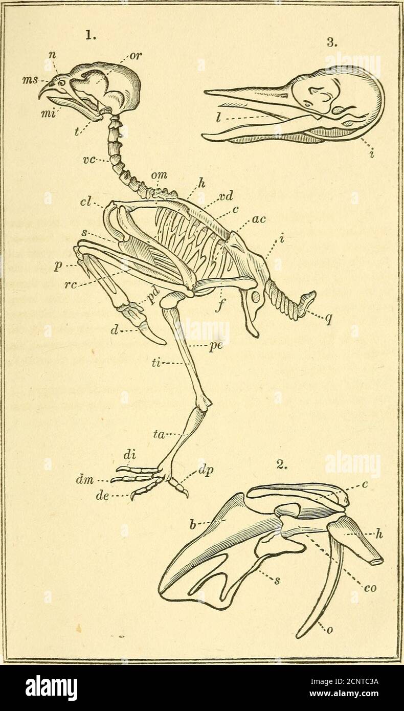 . Ornithology : the natural history of birds : third-book of natural ...