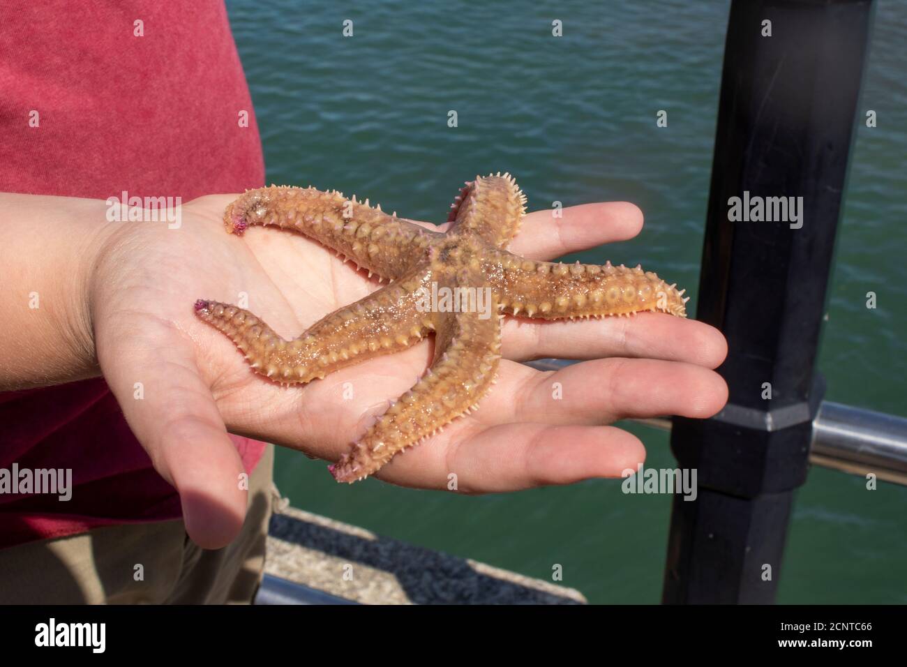 Spiny starfish hi-res stock photography and images - Alamy