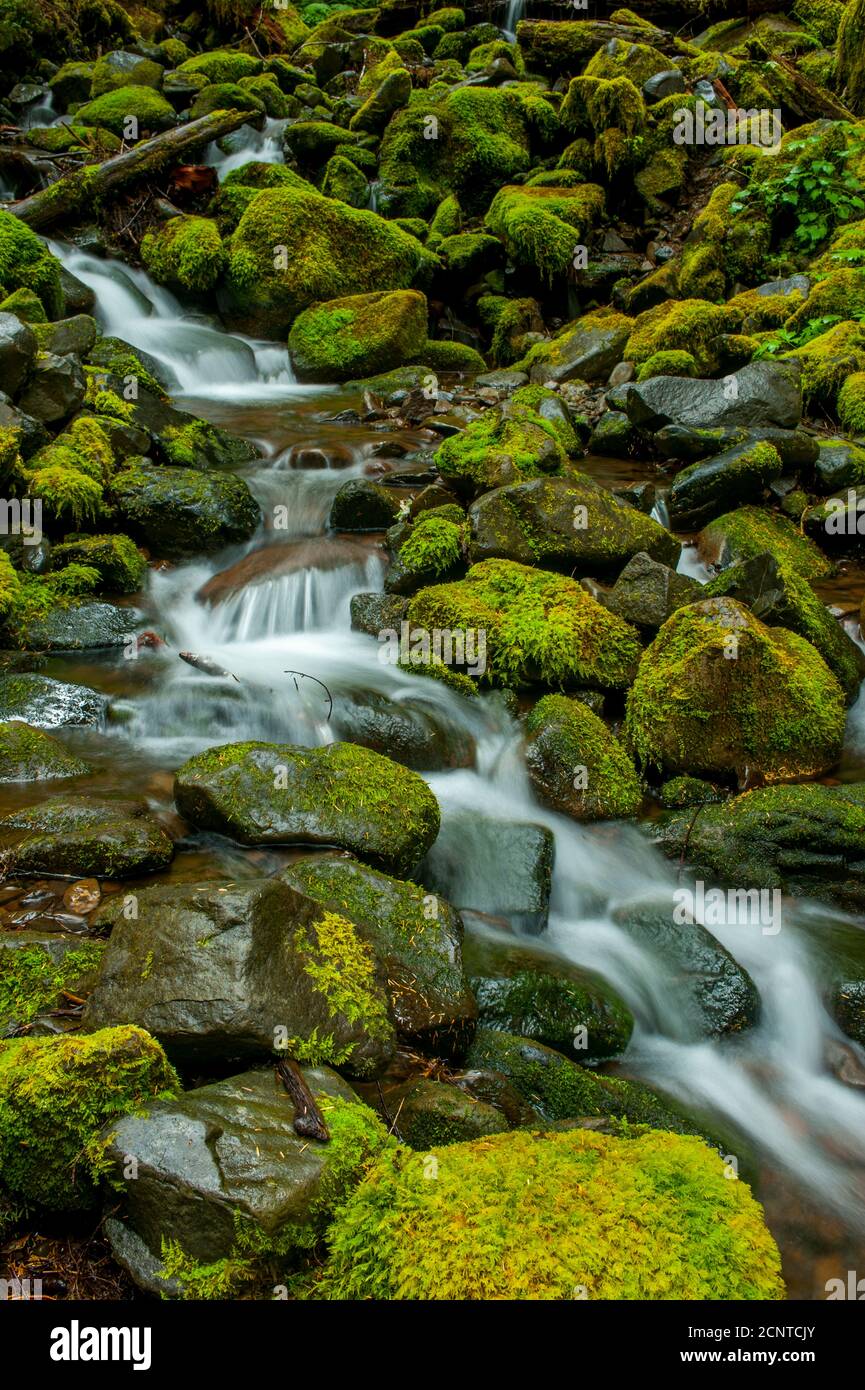 Creek with moss covered rocks in the temperate rainforest near Sol Duc ...