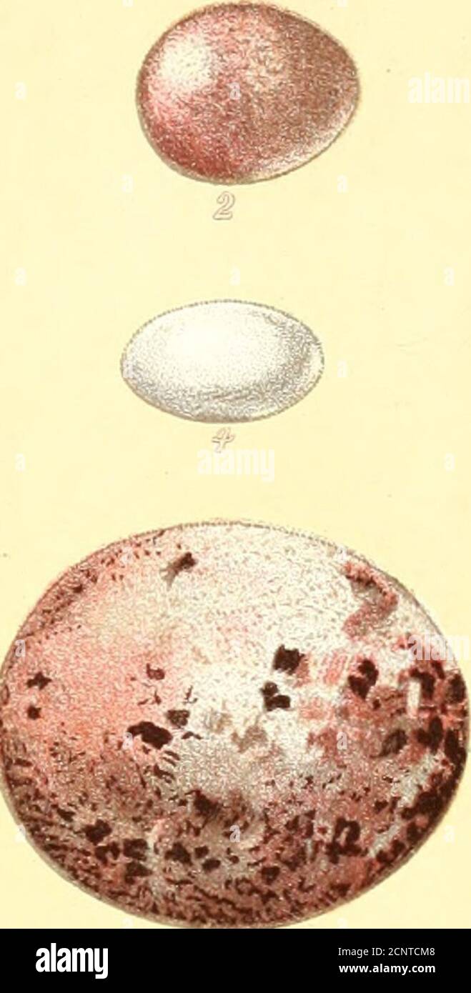 . Bird-life : a guide to the study of our common birds Stock Photo - Alamy