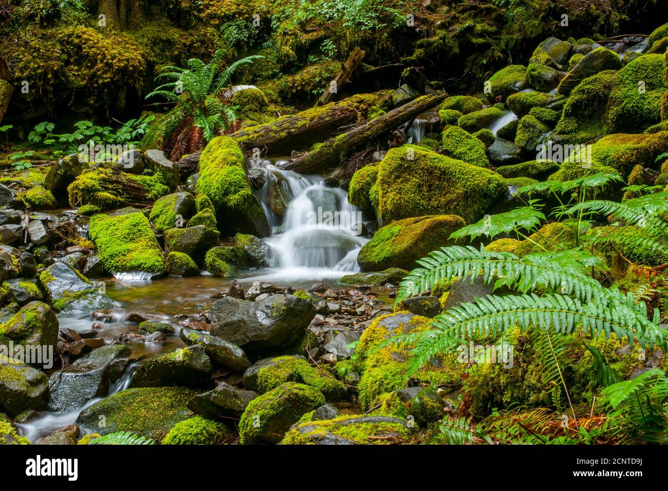 Creek with moss covered rocks in the temperate rainforest near Sol Duc ...