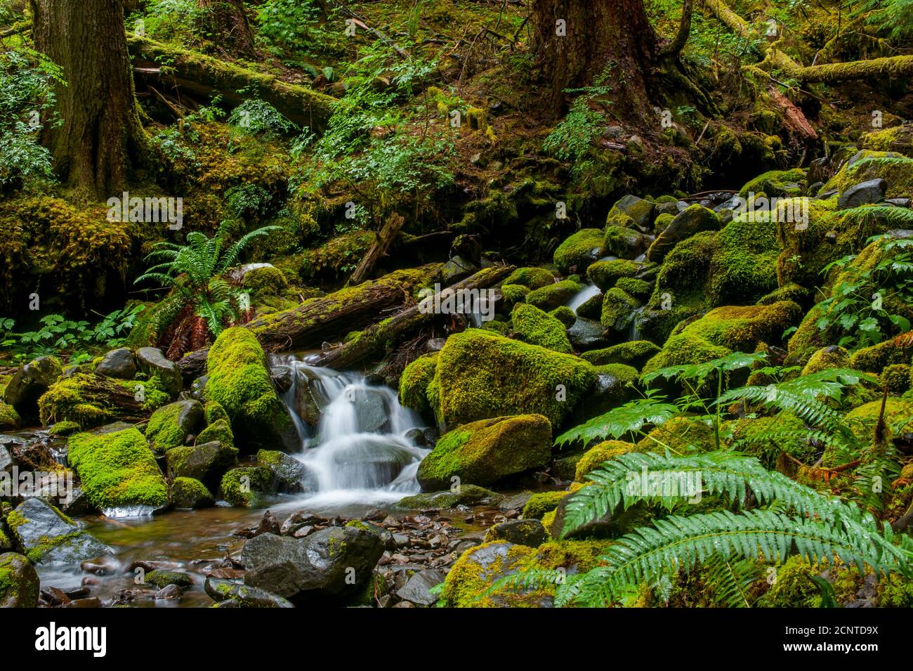 Creek with moss covered rocks in the temperate rainforest near Sol Duc ...