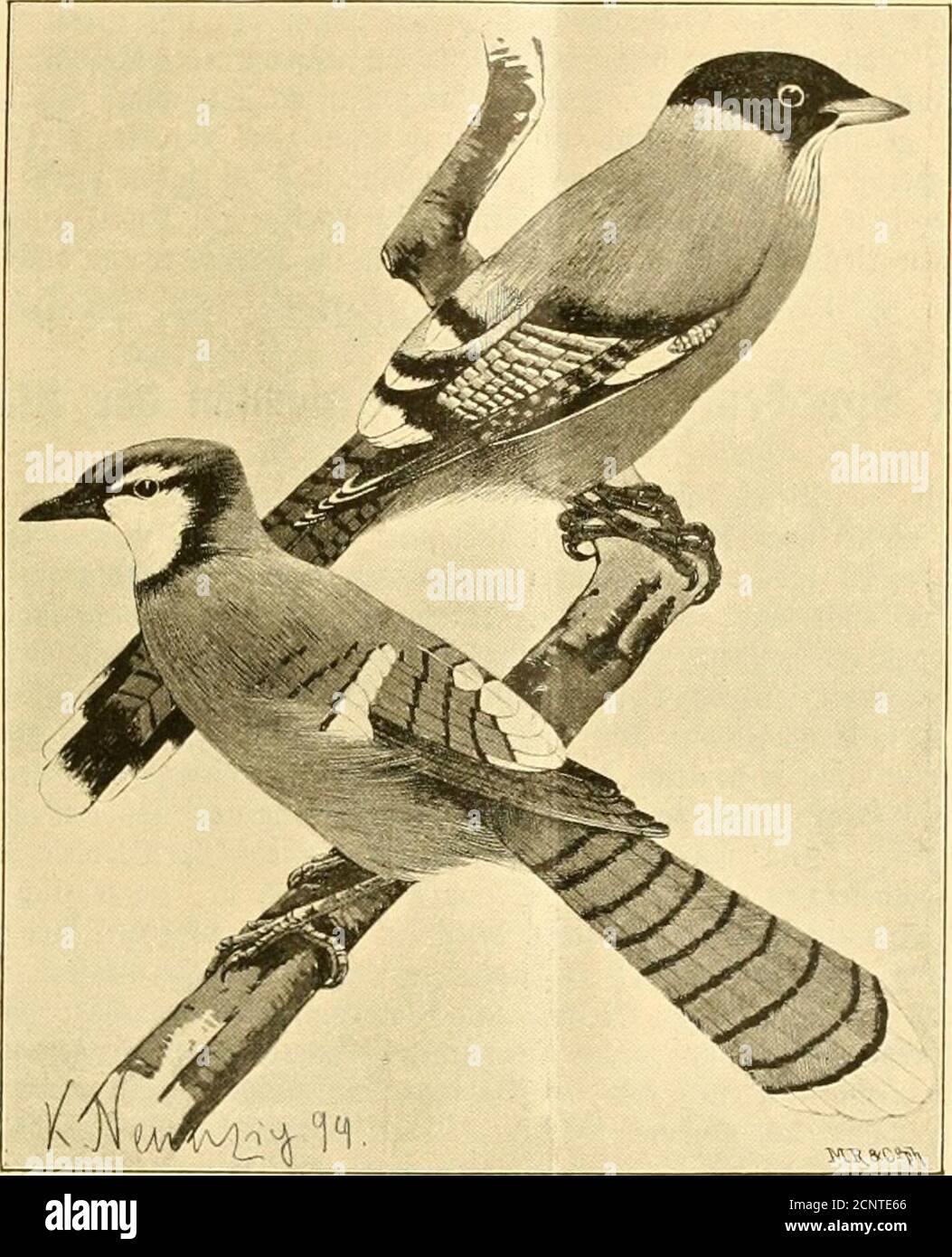 Ja luo hi-res stock photography and images - Alamy