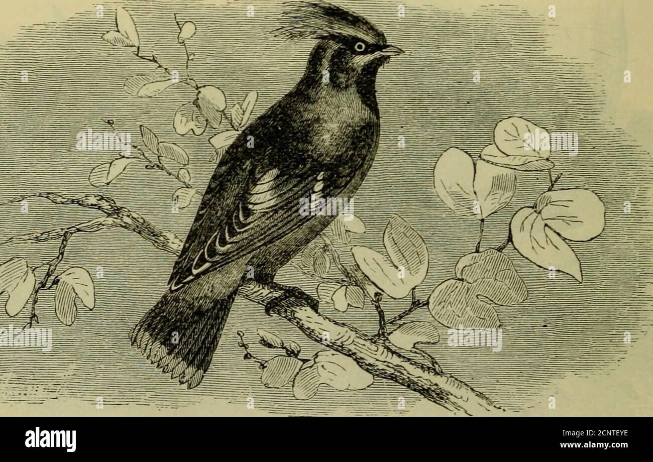 . Reptiles and birds : a popular account of their various orders, with ...