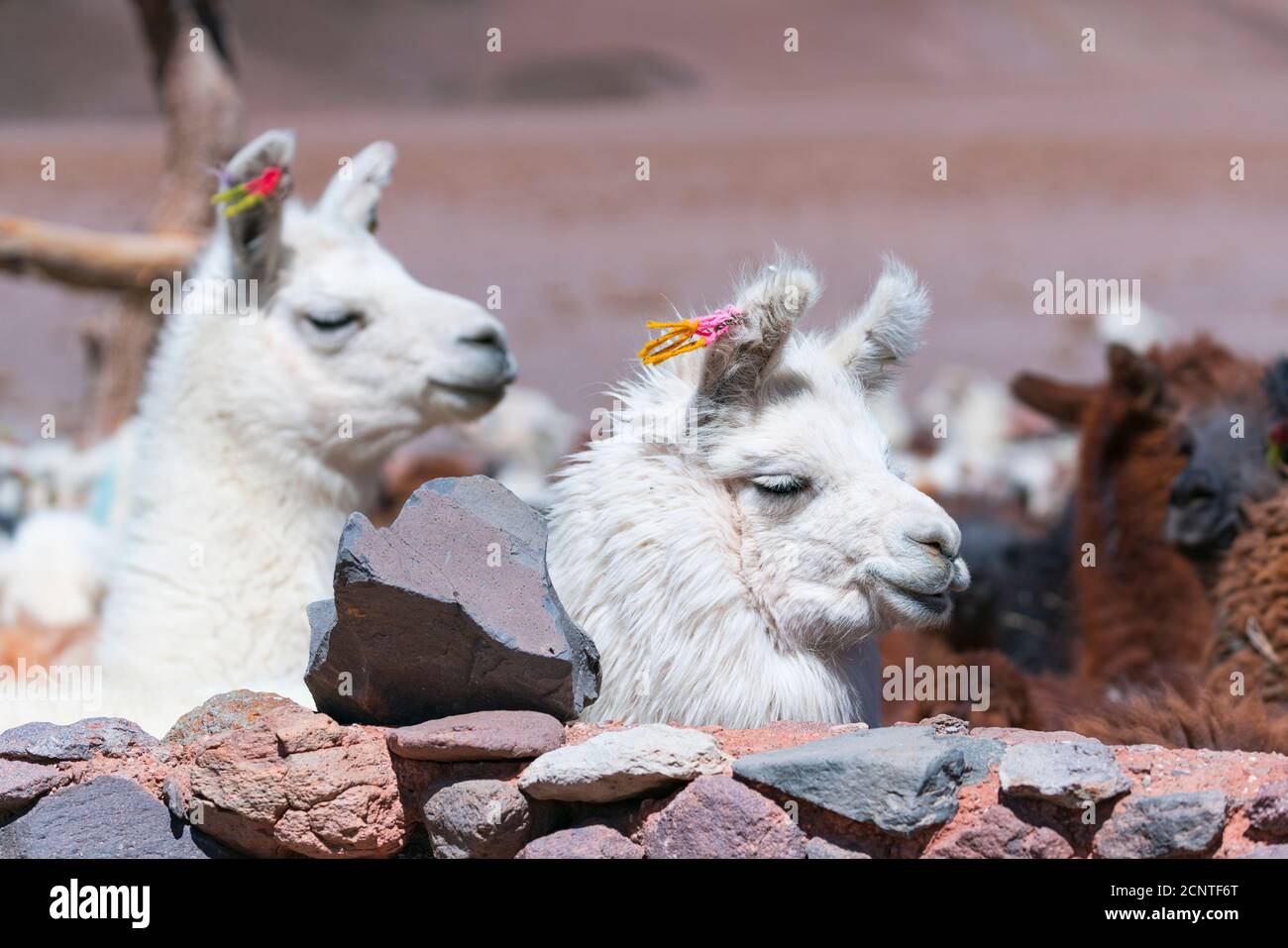 Lama guanicoe pacos hi-res stock photography and images - Alamy
