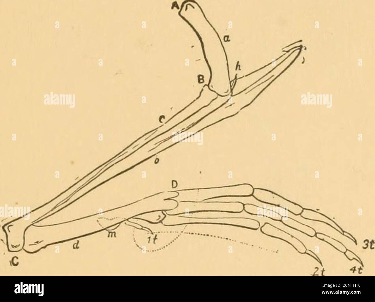 . New England bird life: being a manual of New England ornithology; . f ...