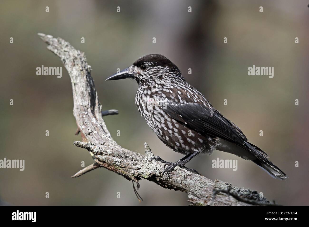 Nutcracker bird hi-res stock photography and images - Alamy