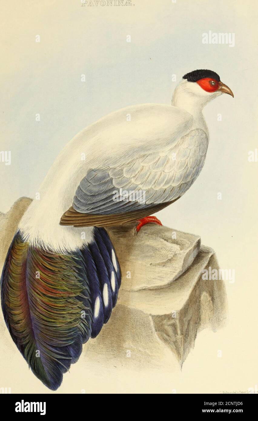 . The genera of birds : comprising their generic characters, a notice ...