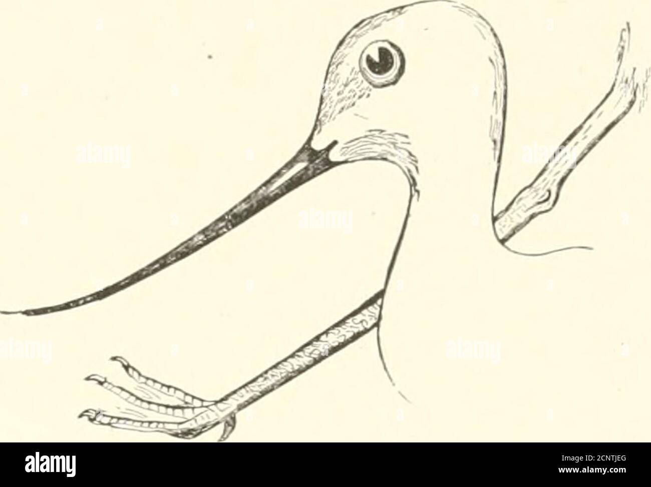 4 webbed toes hi-res stock photography and images - Alamy