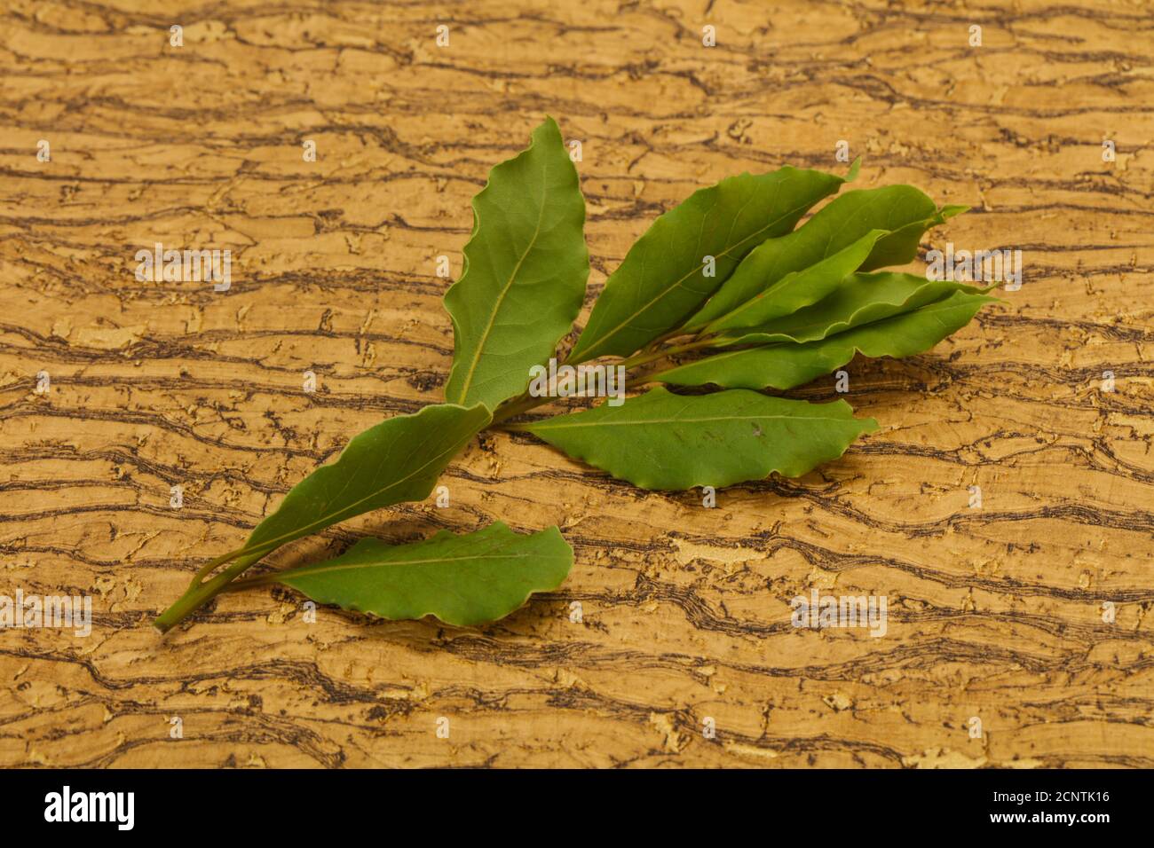 Green laurel leaves on the branch - for cooking Stock Photo - Alamy