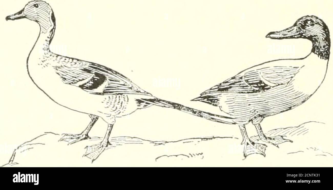 . The birds of eastern North America known to occur east of the ...