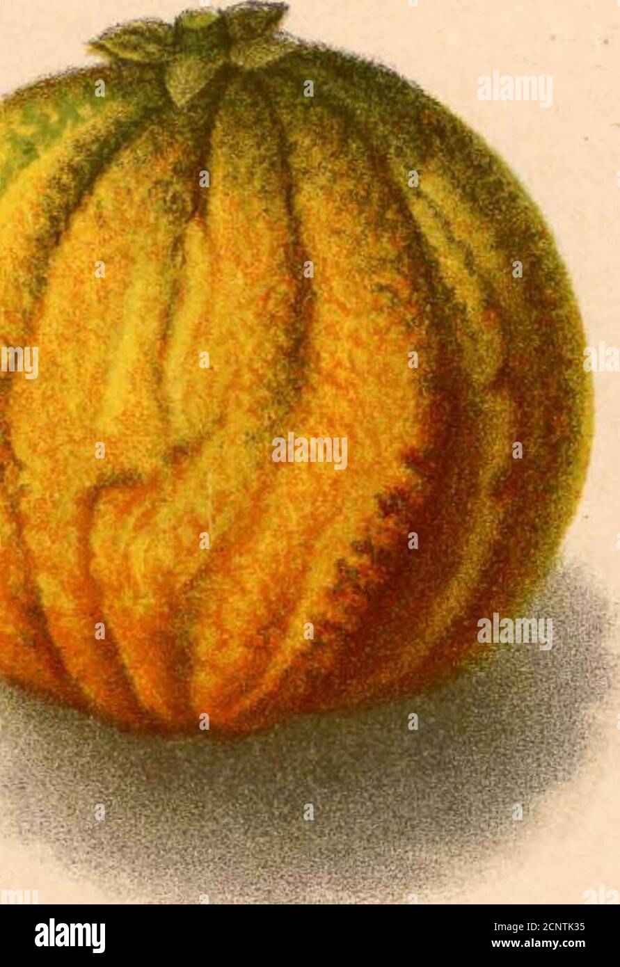 Citrus hybrids hi-res stock photography and images - Alamy