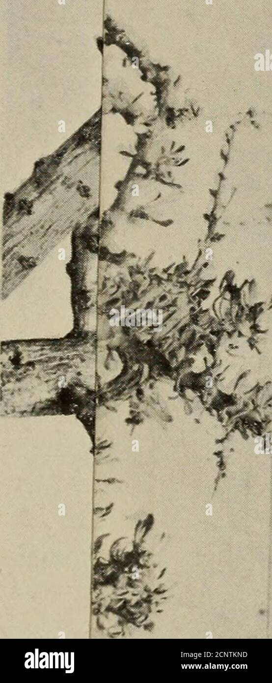 . The Oölogist for the student of birds, their nests and eggs Stock ...