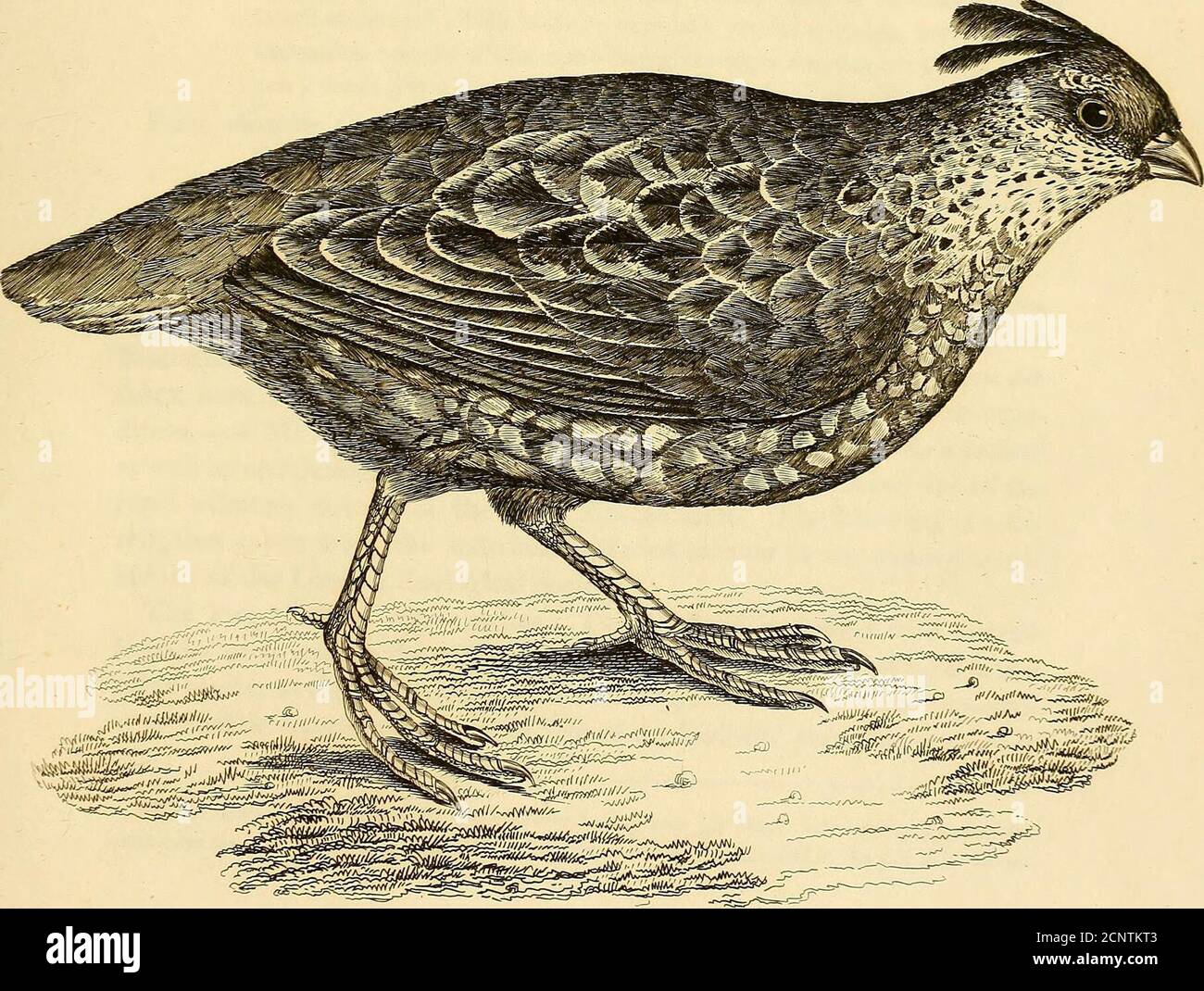 . Illustrations of ornithology . -,-.* 107.. nffMGK?, Q/o^ay ^c^^^uy ...