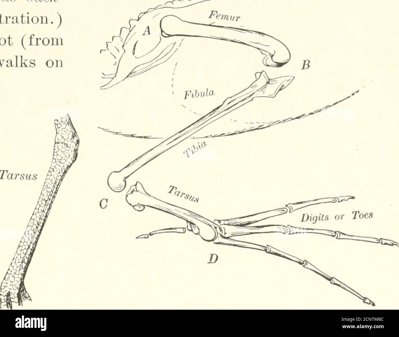 . The birds of eastern North America known to occur east of the ...