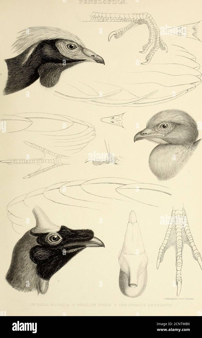 . The genera of birds : comprising their generic characters, a notice ...