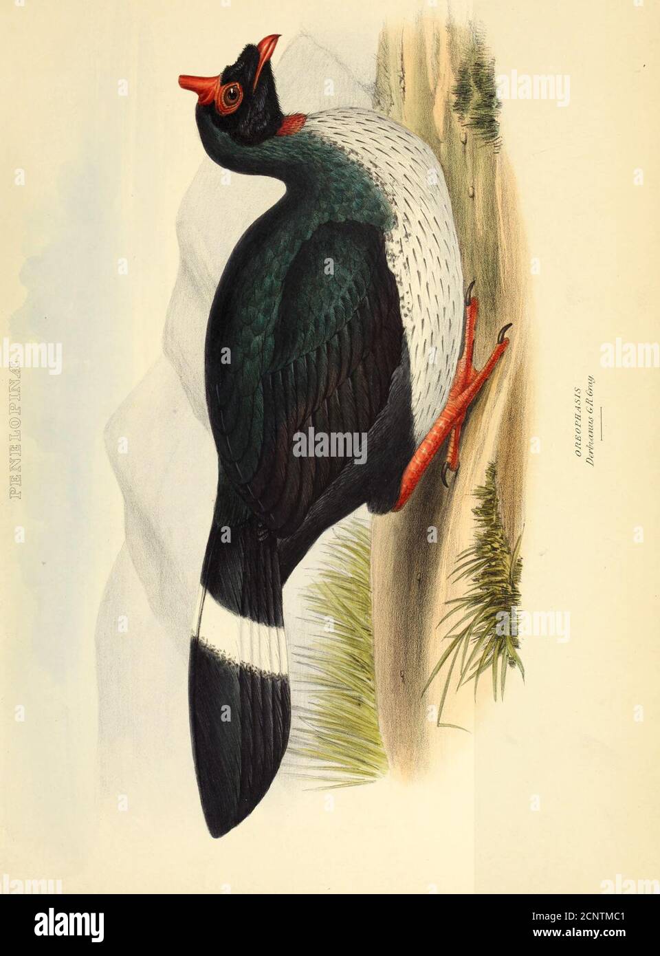 . The genera of birds : comprising their generic characters, a notice ...