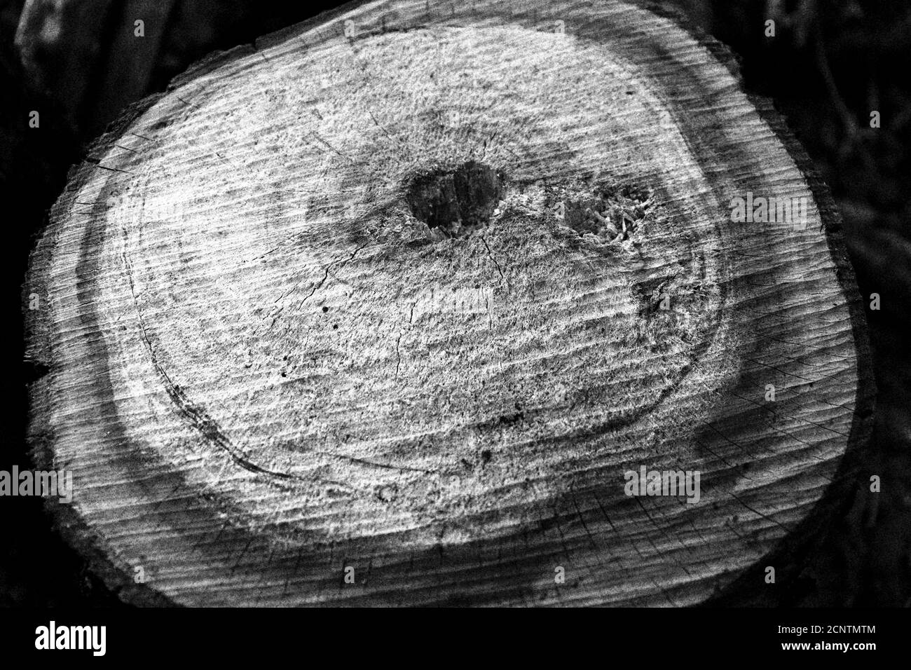 Abstract black tree stump background. Beautiful wooden texture. Dark ...