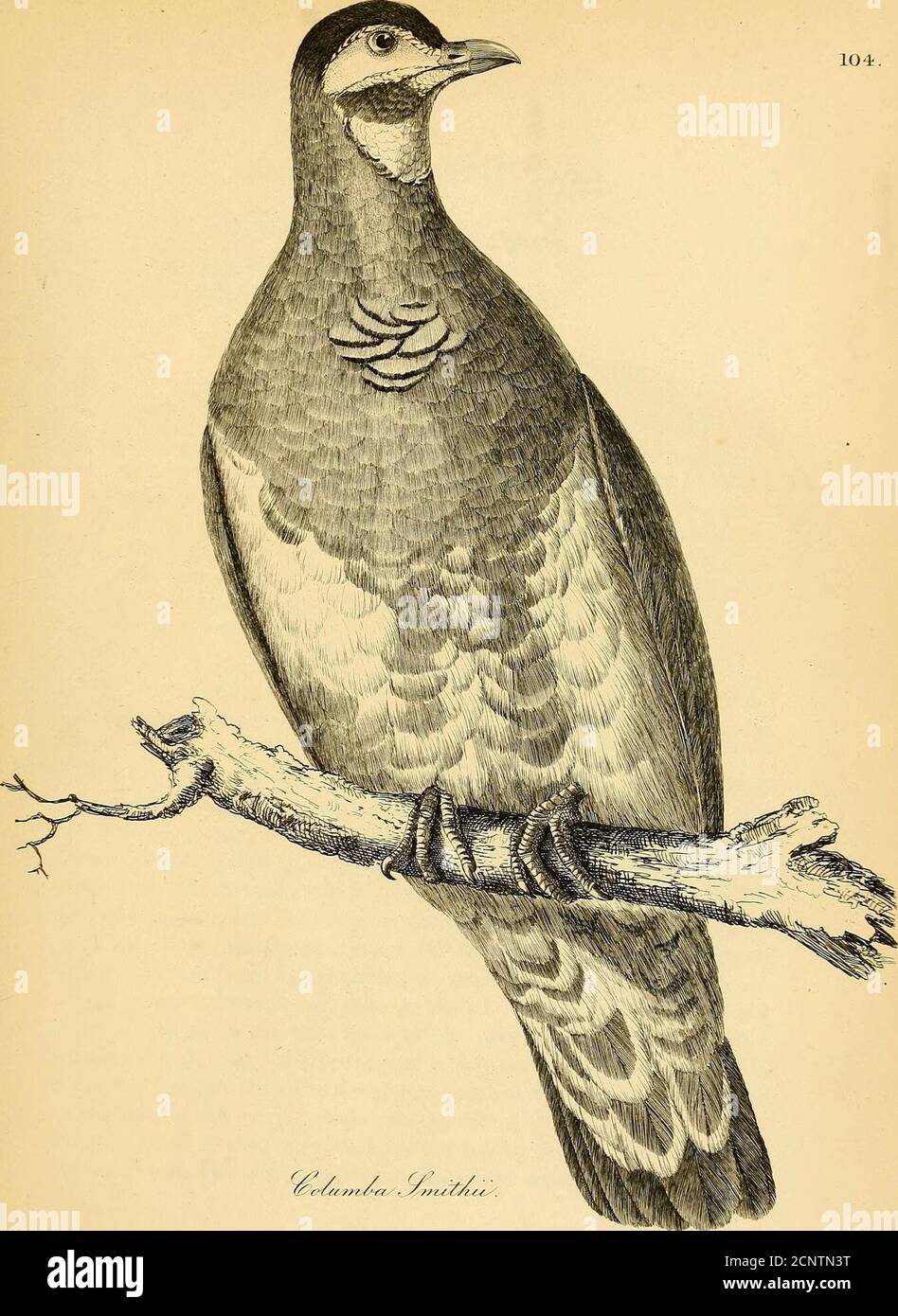 Columba cincta hi-res stock photography and images - Alamy