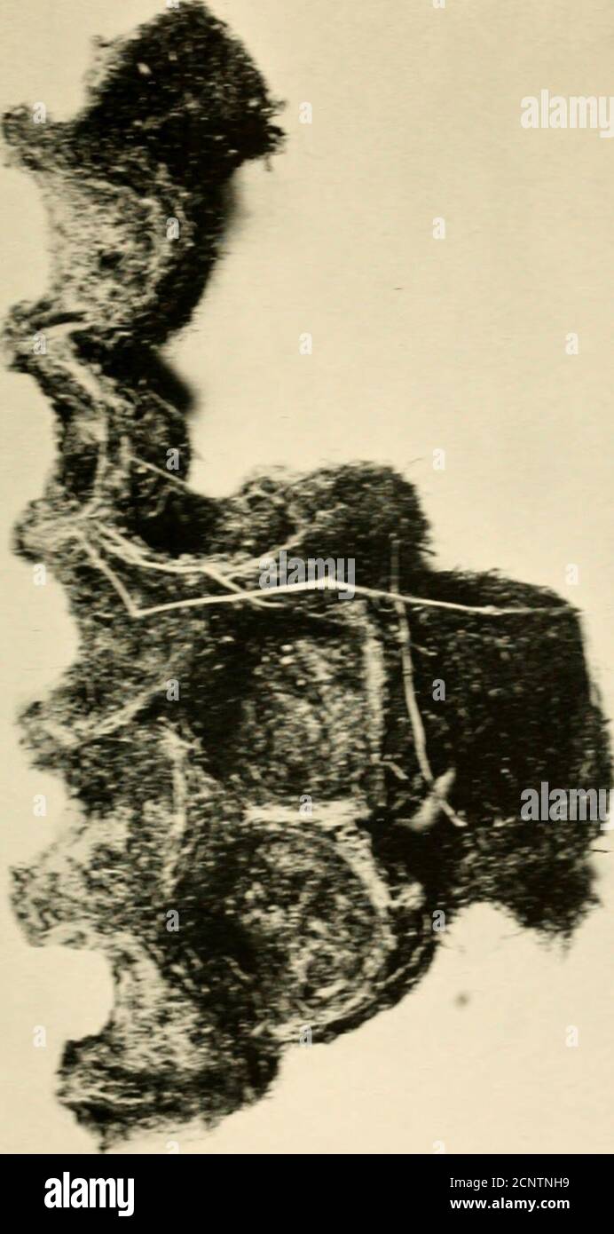 . Birds from the islands of Romblon, Sibuyan, and Cresta de Gallo ...