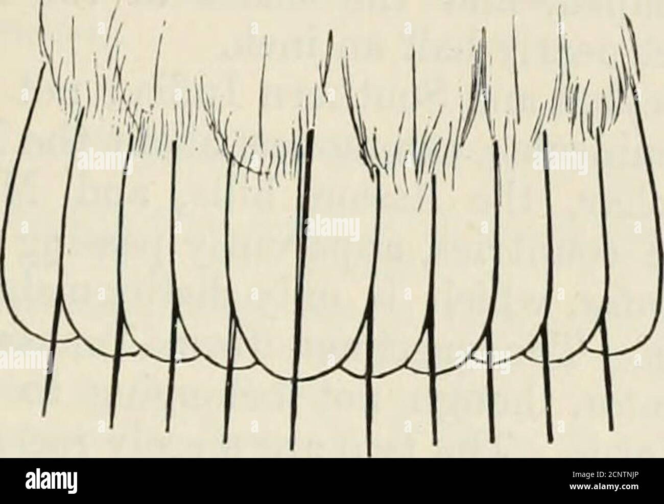 P ciris hi-res stock photography and images - Alamy
