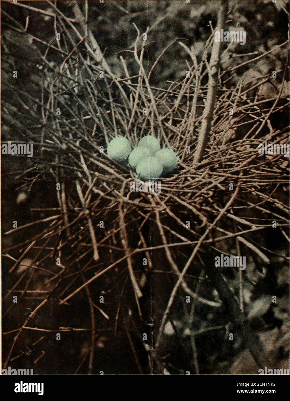 Common tern egg hi-res stock photography and images - Alamy