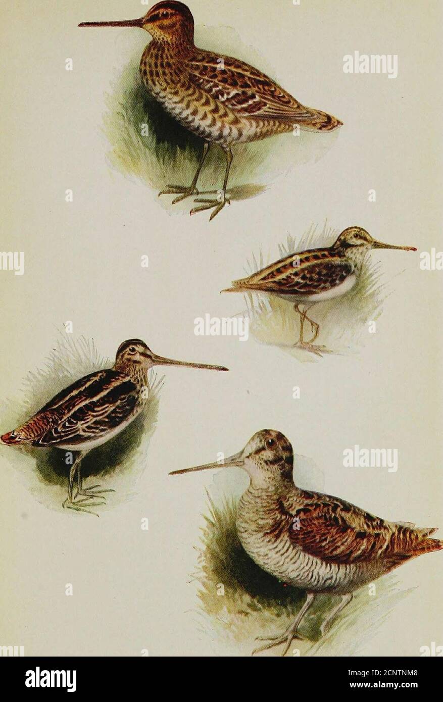 Double snipe hi-res stock photography and images - Alamy