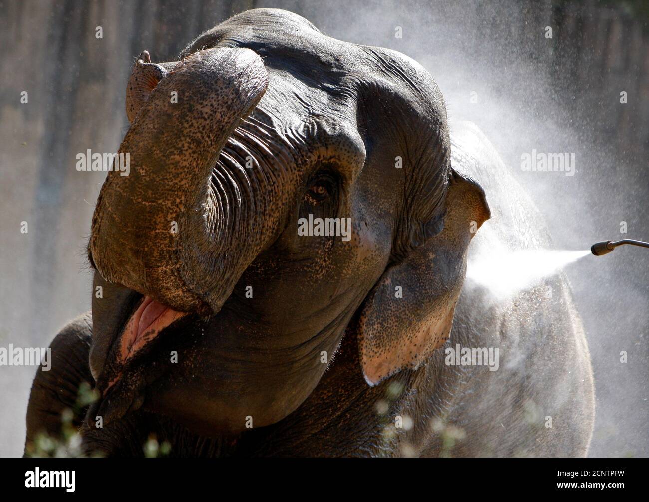 Zookeeper elephant hi-res stock photography and images - Alamy