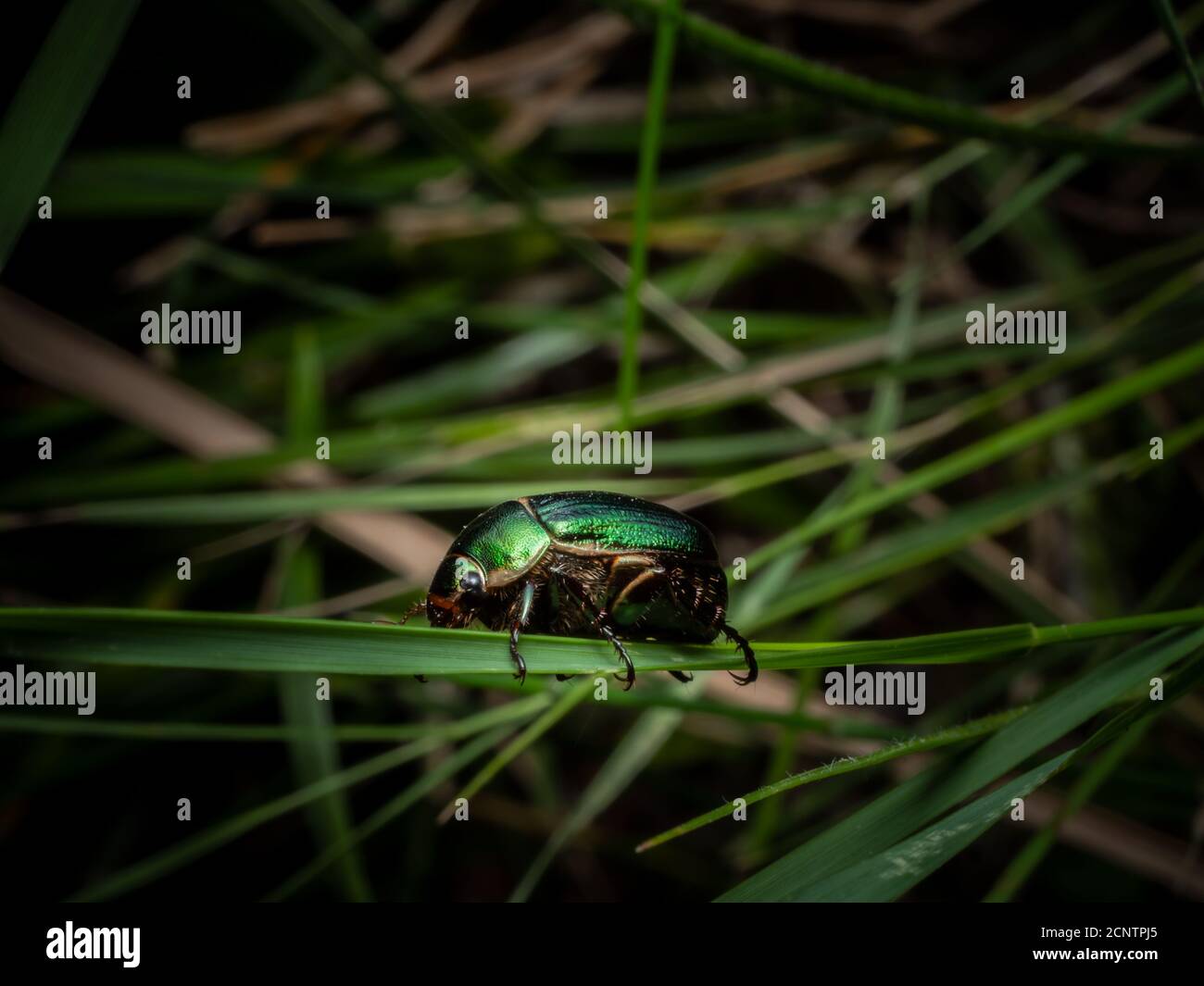 Bug on grass close up Stock Photo - Alamy