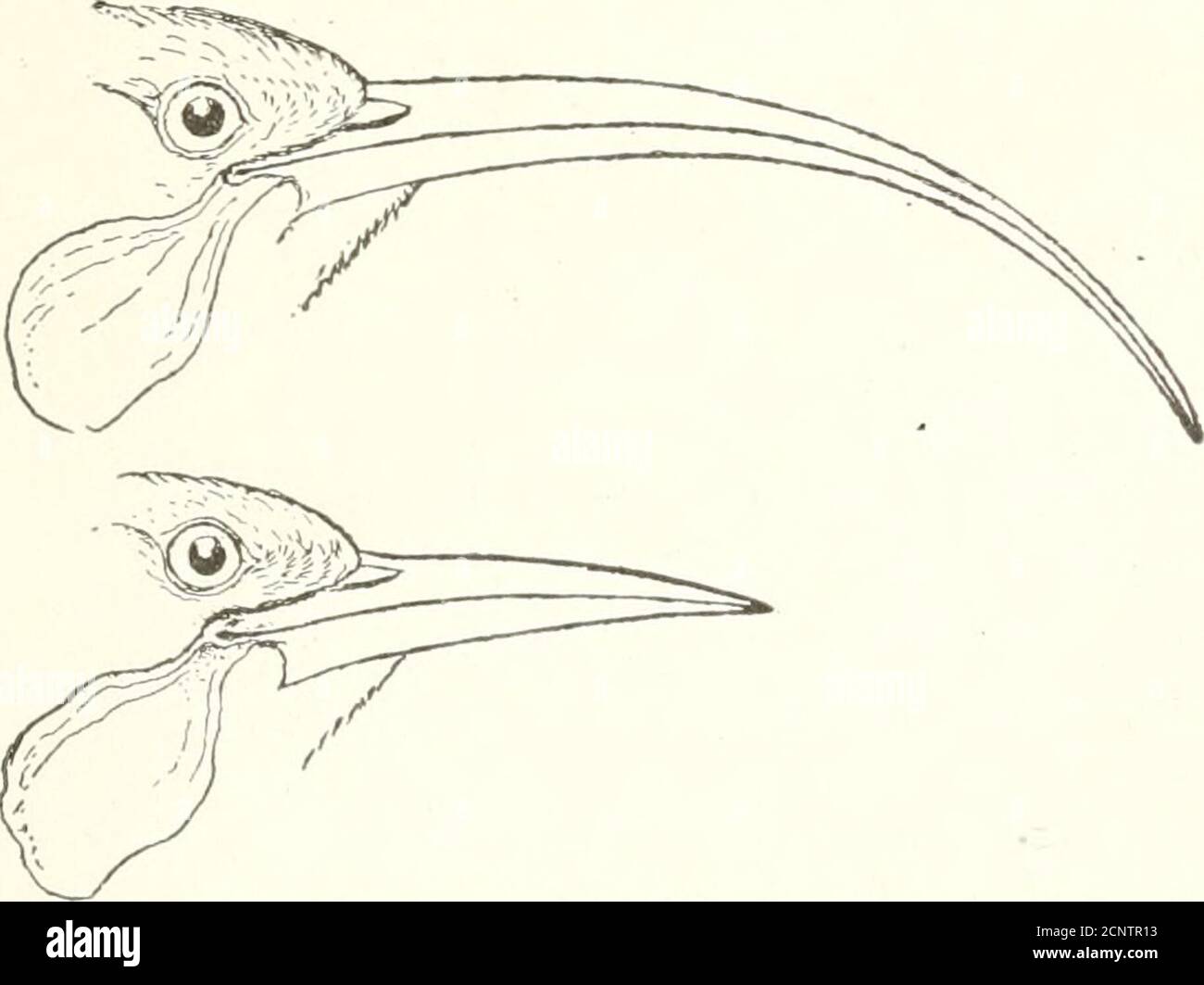 . Bird-life : a guide to the study of our common birds . Fio. 22 ...