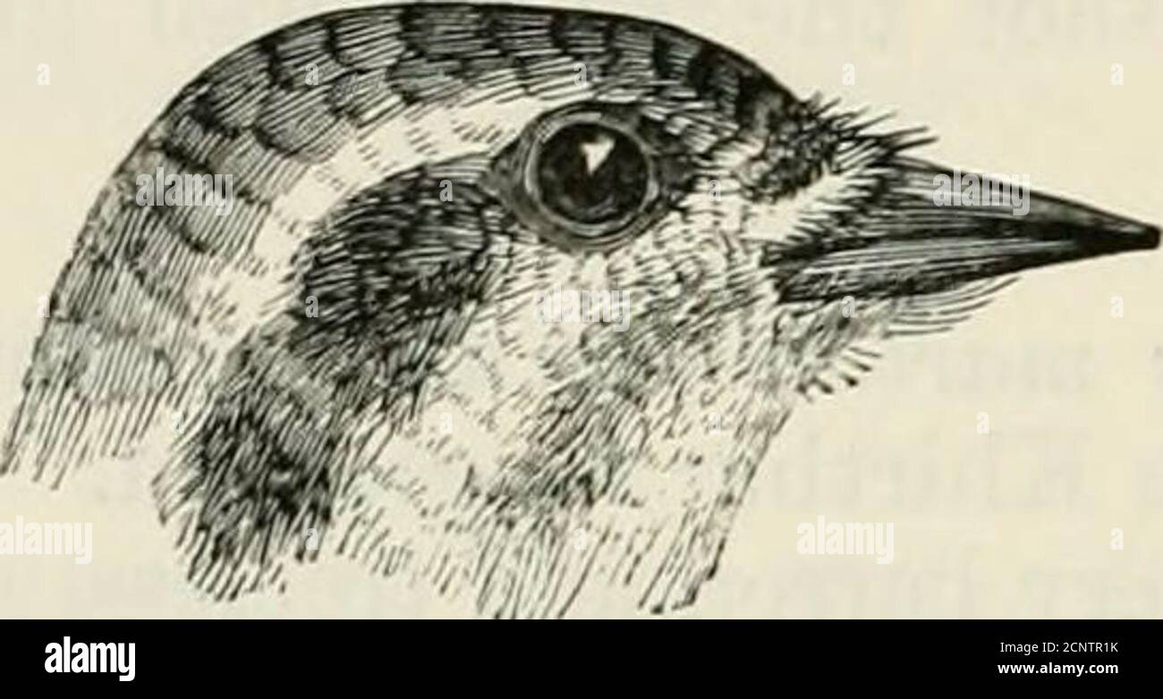 Innominatus hi-res stock photography and images - Alamy