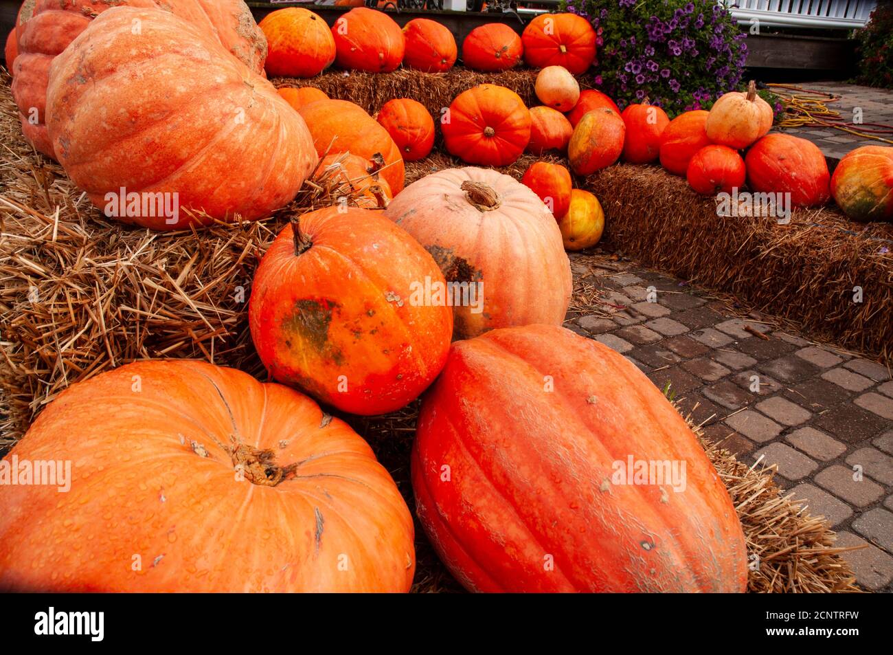 Harvest time in September and October are fun time to visit the farms ...