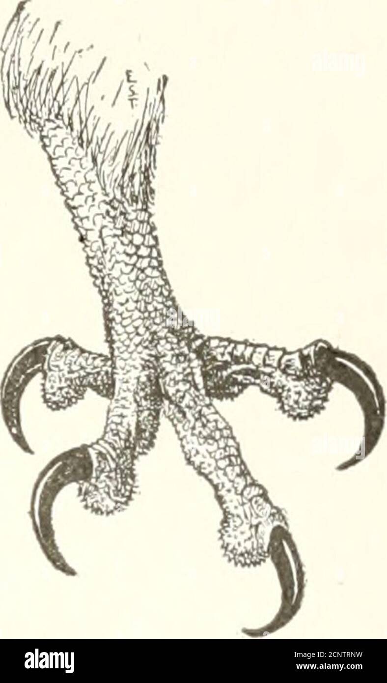 Throwing hawk hi-res stock photography and images - Alamy