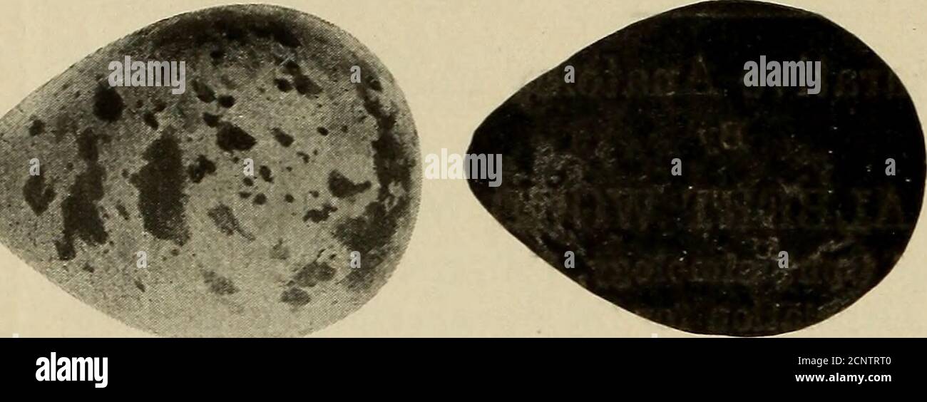 . The Oölogist for the student of birds, their nests and eggs ...