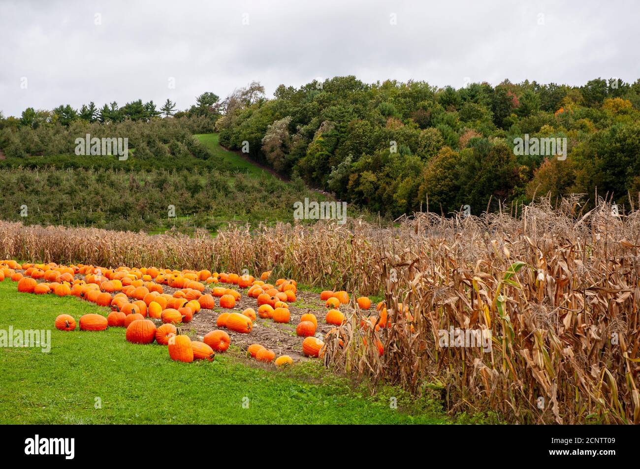 Harvest time in September and October are fun time to visit the farms ...