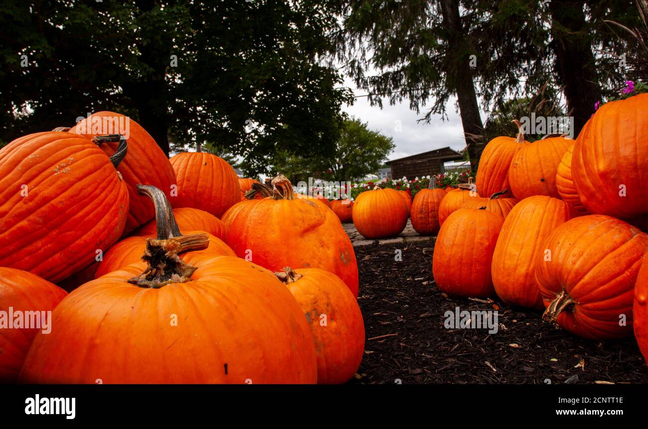 Harvest time in September and October are fun time to visit the farms ...
