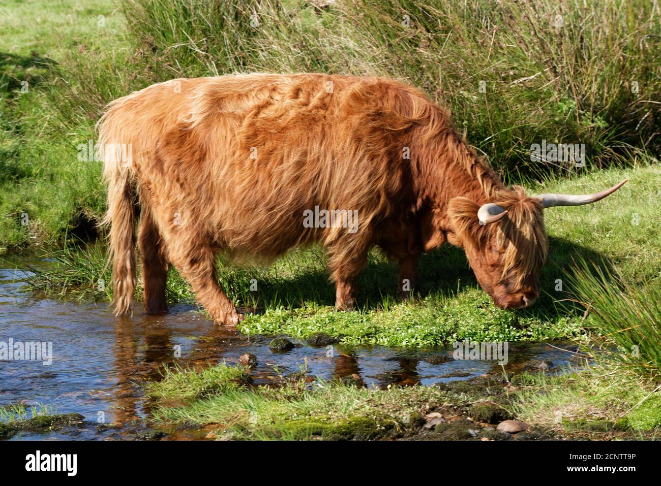 Devon in the West Country of the UK one of the largest and popular ...