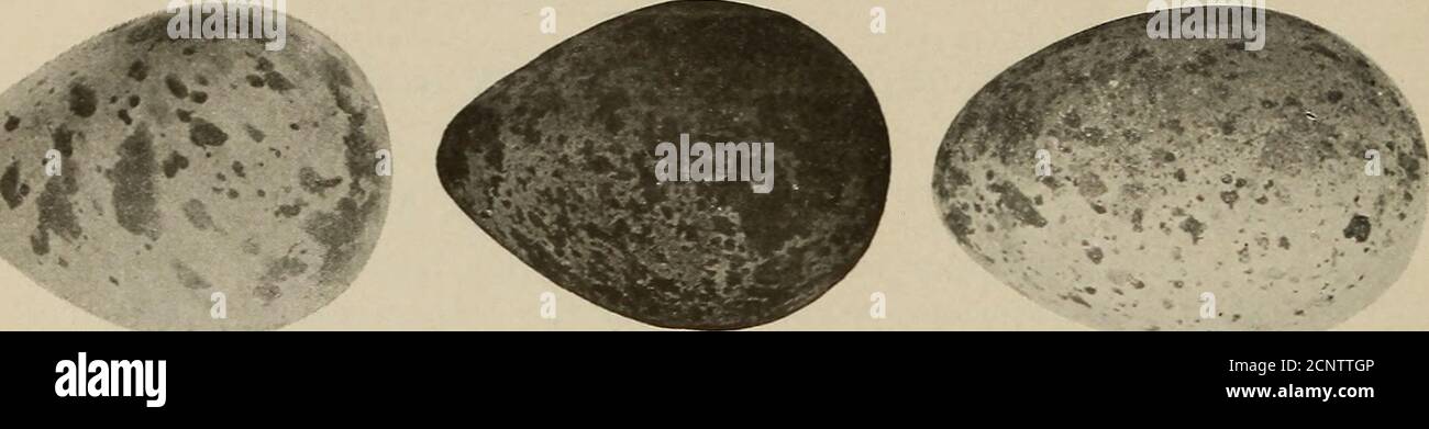 . The Oölogist for the student of birds, their nests and eggs ...