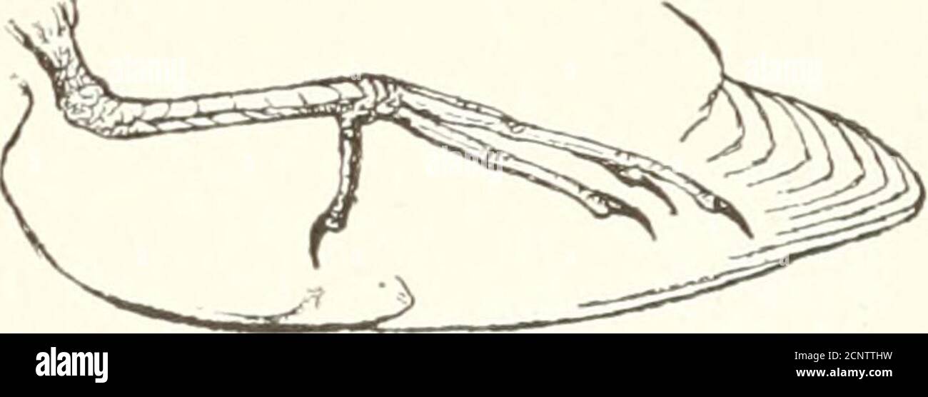 . Bird-life : a guide to the study of our common birds . is bird have ...