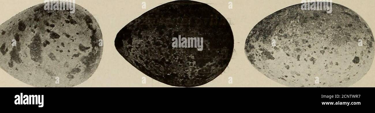 . The Oölogist for the student of birds, their nests and eggs ...