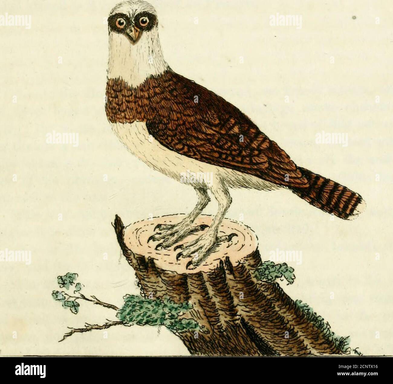 . A general history of birds . seems to differ but little from the ...