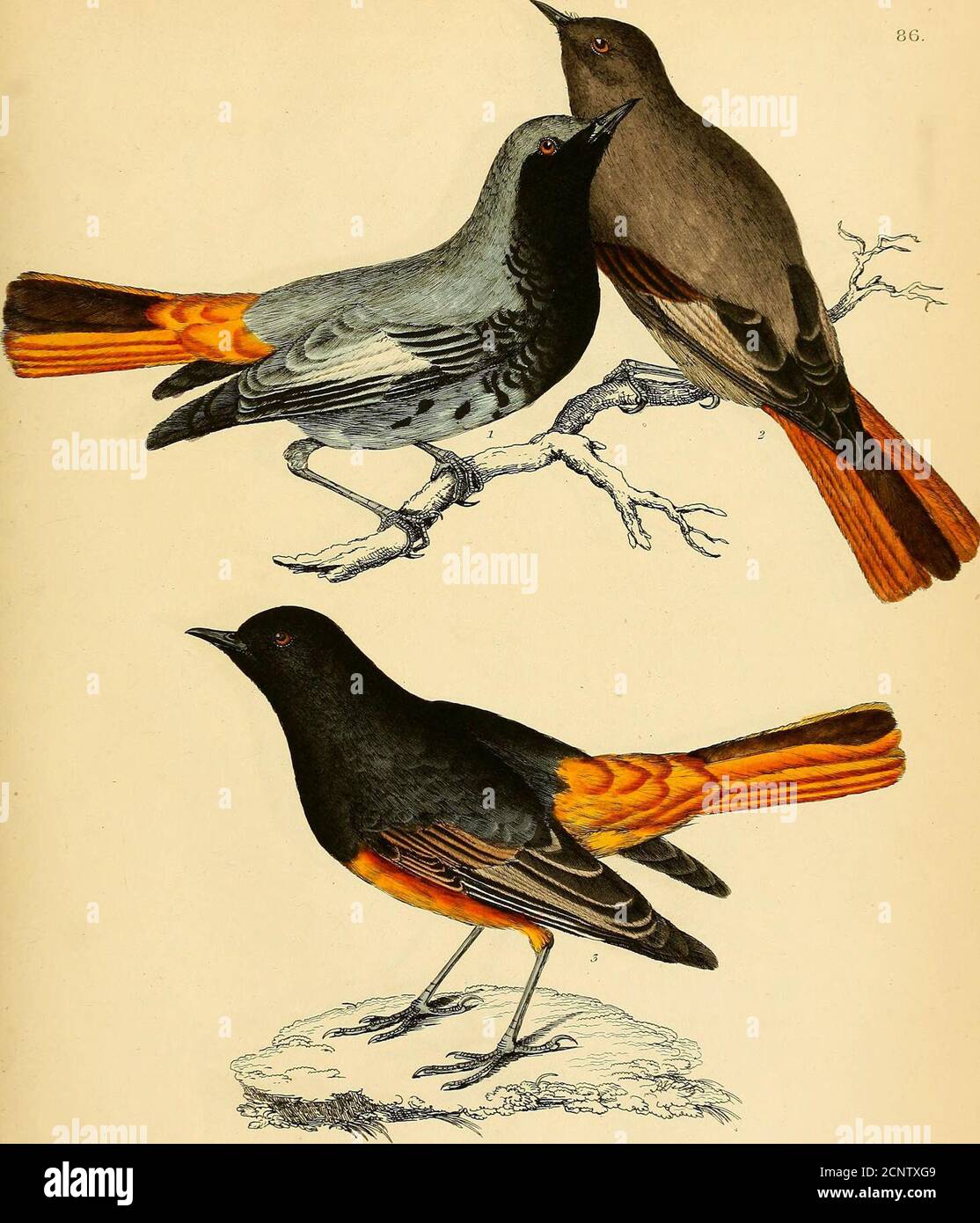 . Illustrations of ornithology . r wing-coverts, tipped, and rather ...