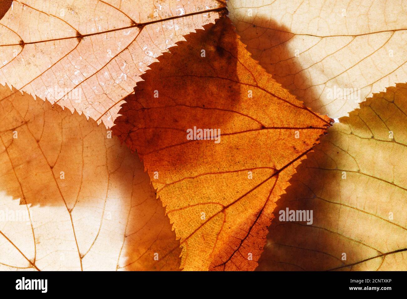 brown autumn leaves. background for design Stock Photo - Alamy