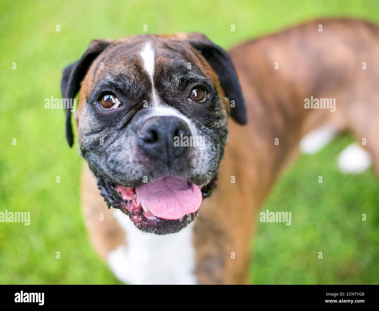 A brindle and white Boxer dog standing outdoors and looking up at the ...