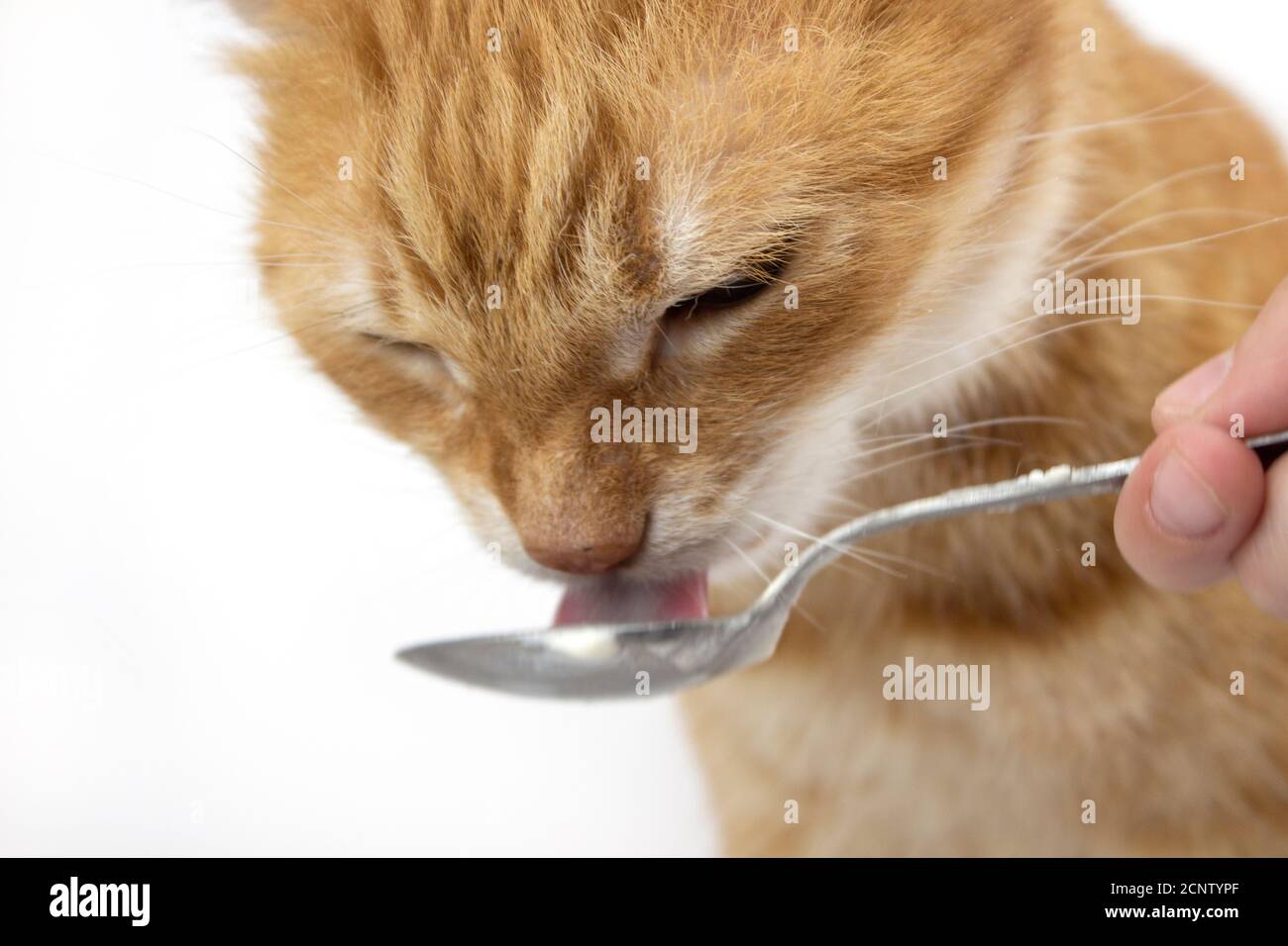 Ginger cat looks into the camera. Pictures of cats, cute cat, drawings ...