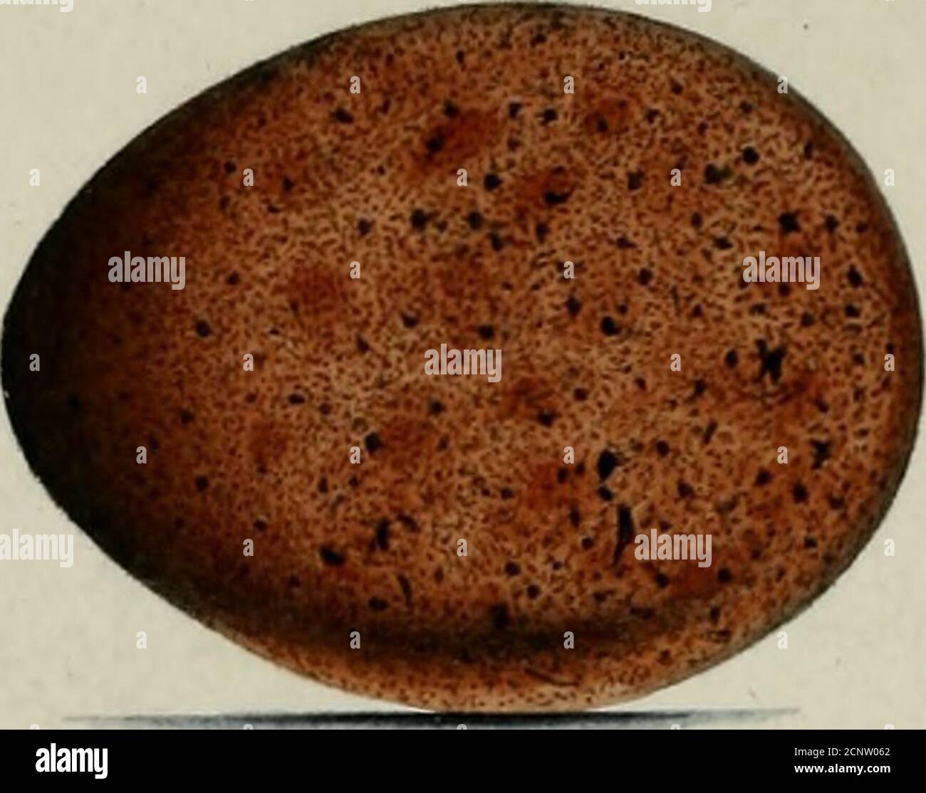 . British oology : being illustrations of the eggs of British birds ...