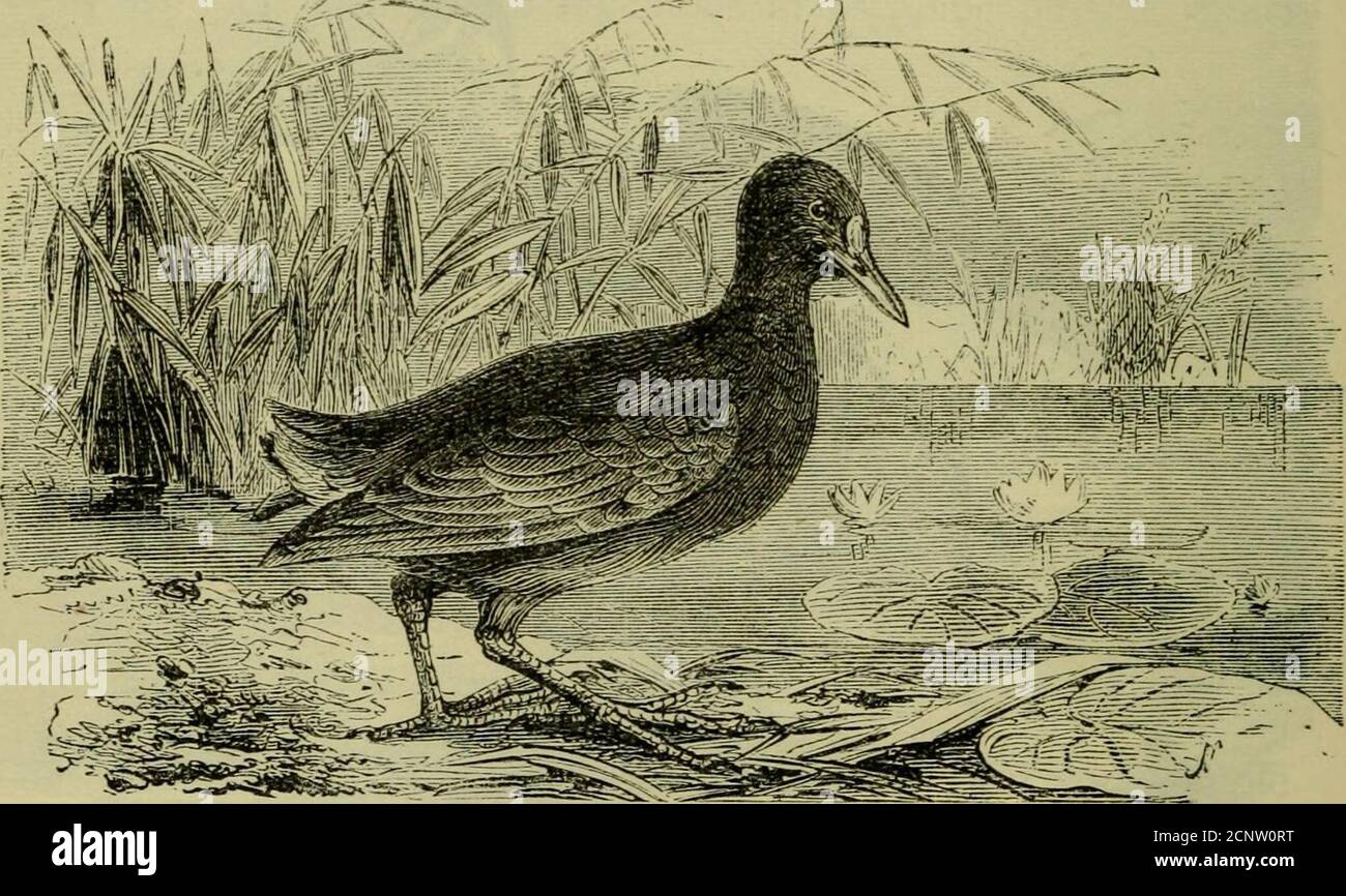 Startles birds hi-res stock photography and images - Alamy