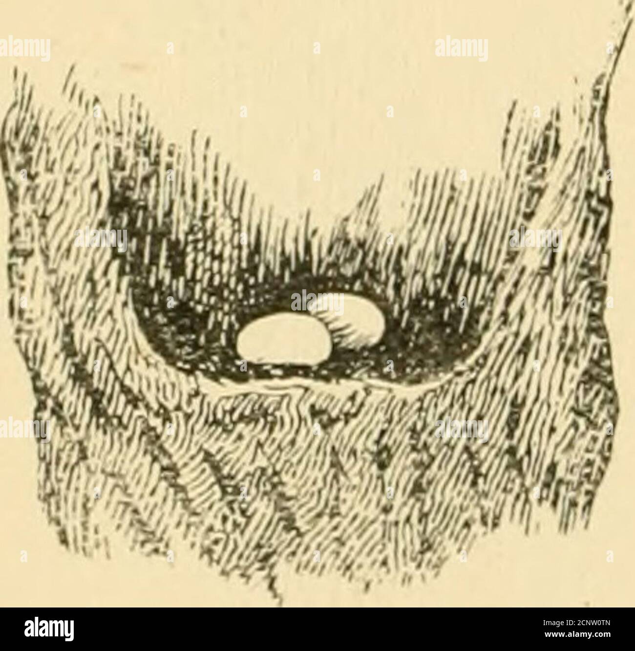 Baby cuckoo birds hi-res stock photography and images - Alamy