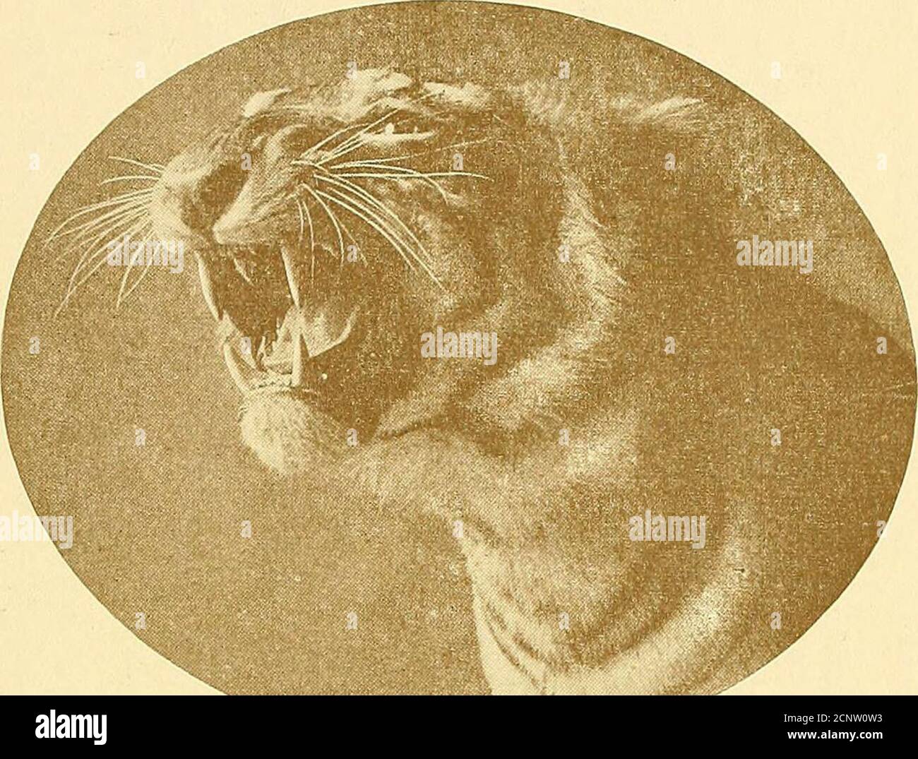 . Records of big game with their distribution, characteristics ...